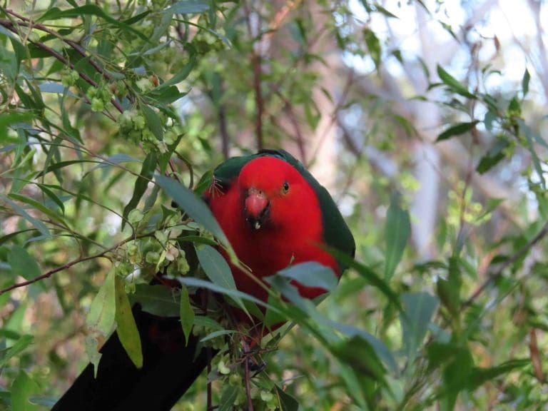 Fred Caterson Reserve – Trouble in Paradise – Hills.Sydney Digital Magazine