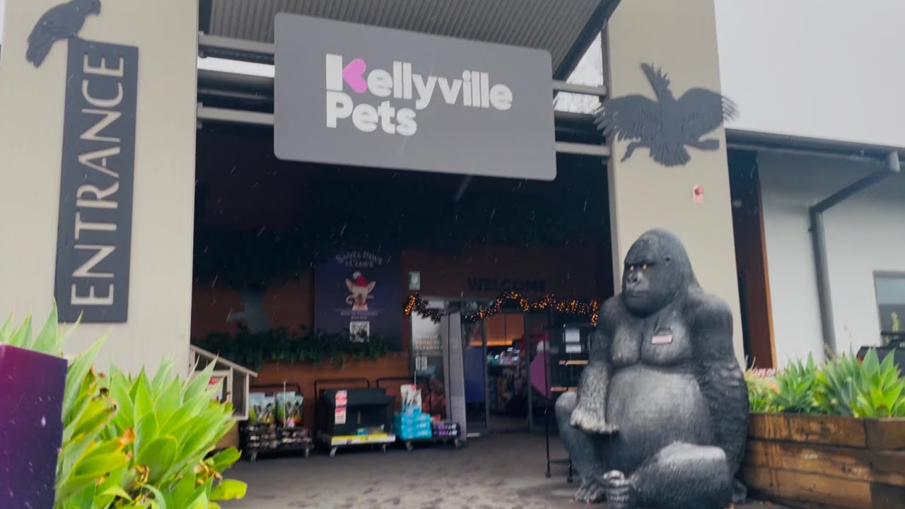 Giving pets a furr-ever home this Christmas­ - Hills.Sydney Digital ...