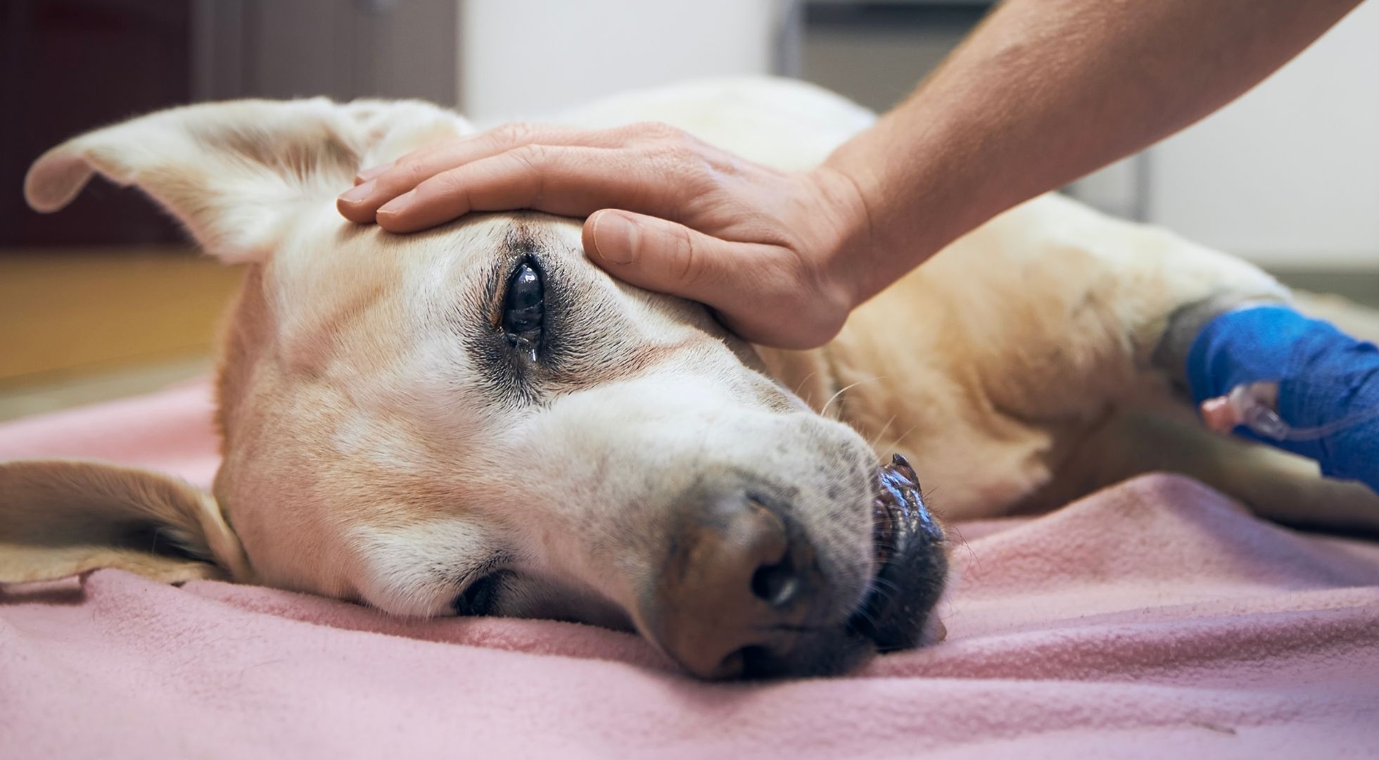 Understanding the Grief of Euthanising a Pet - Hills.Sydney Digital ...